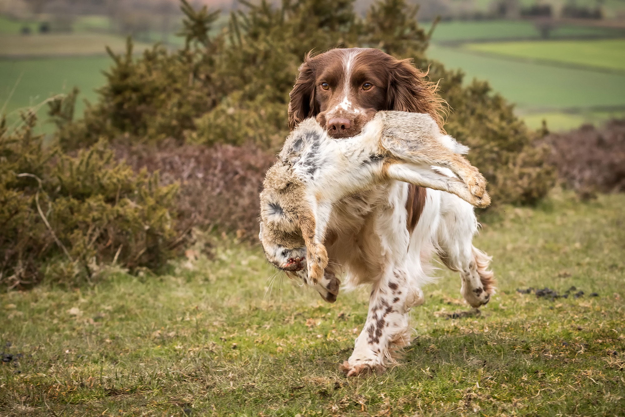 Gallery - Breckmarsh Gundogs UK