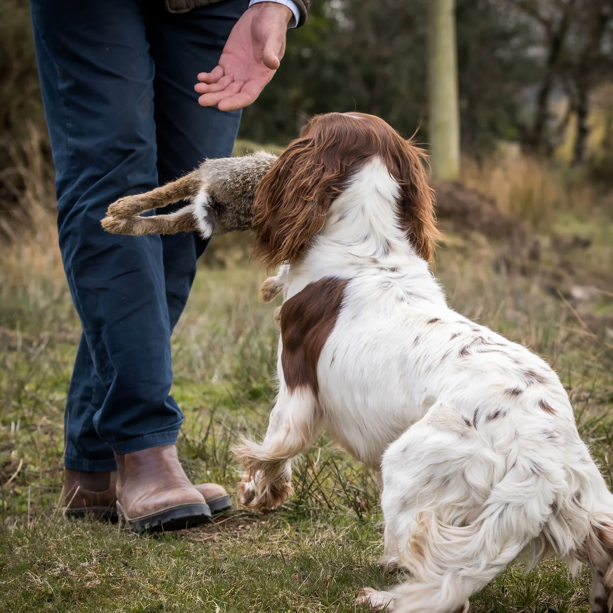 Gallery - Breckmarsh Gundogs UK