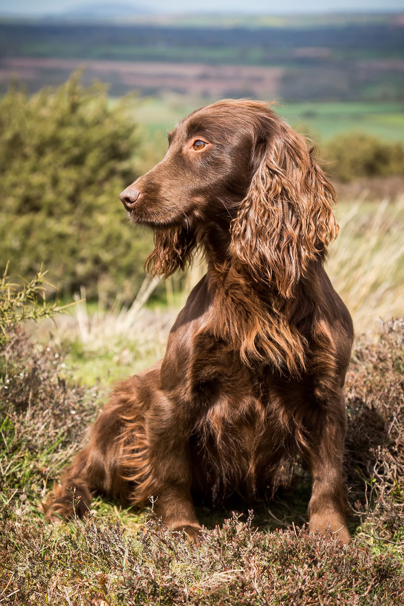 Gallery - Breckmarsh Gundogs UK