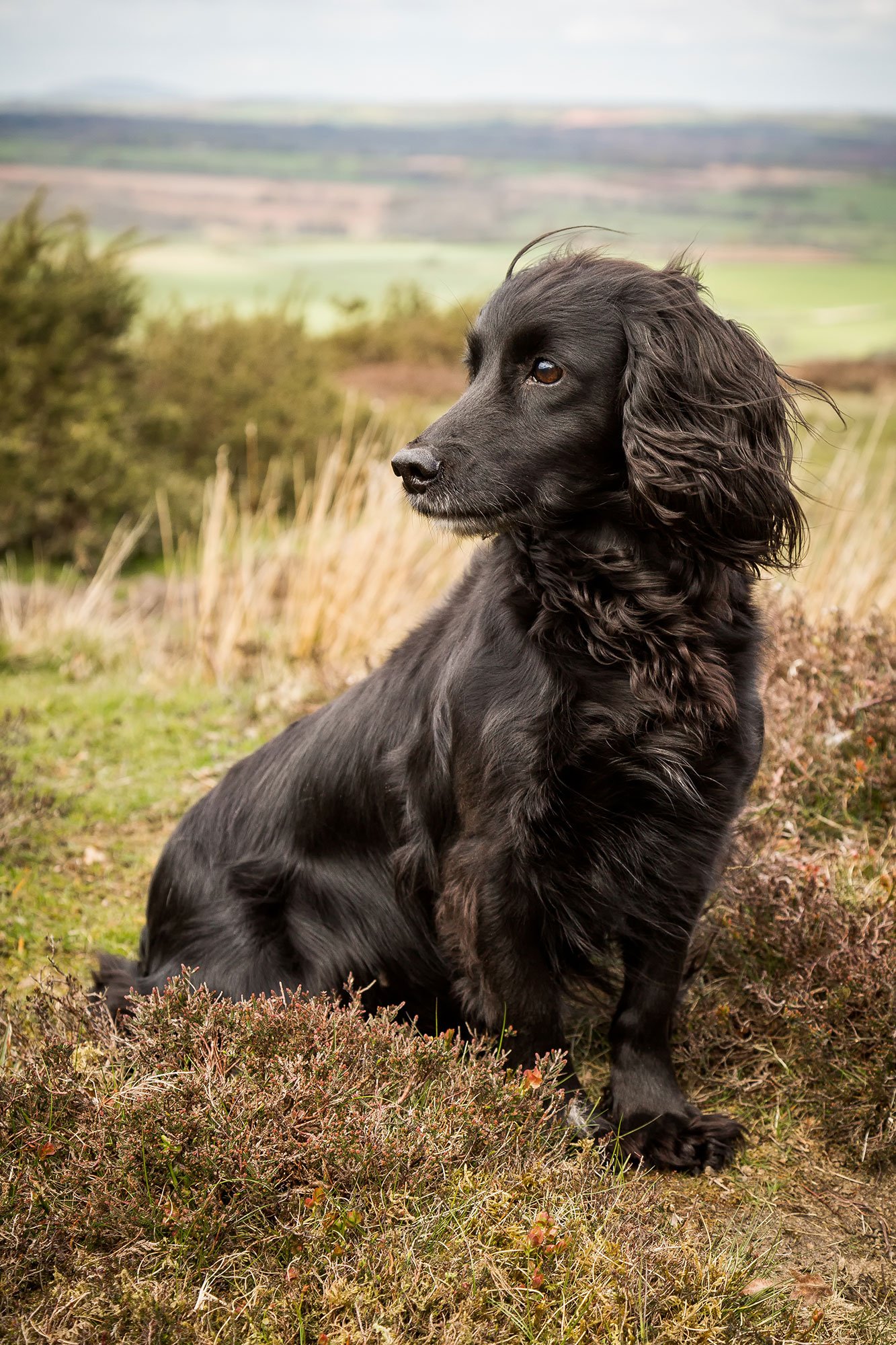 Gallery - Breckmarsh Gundogs UK