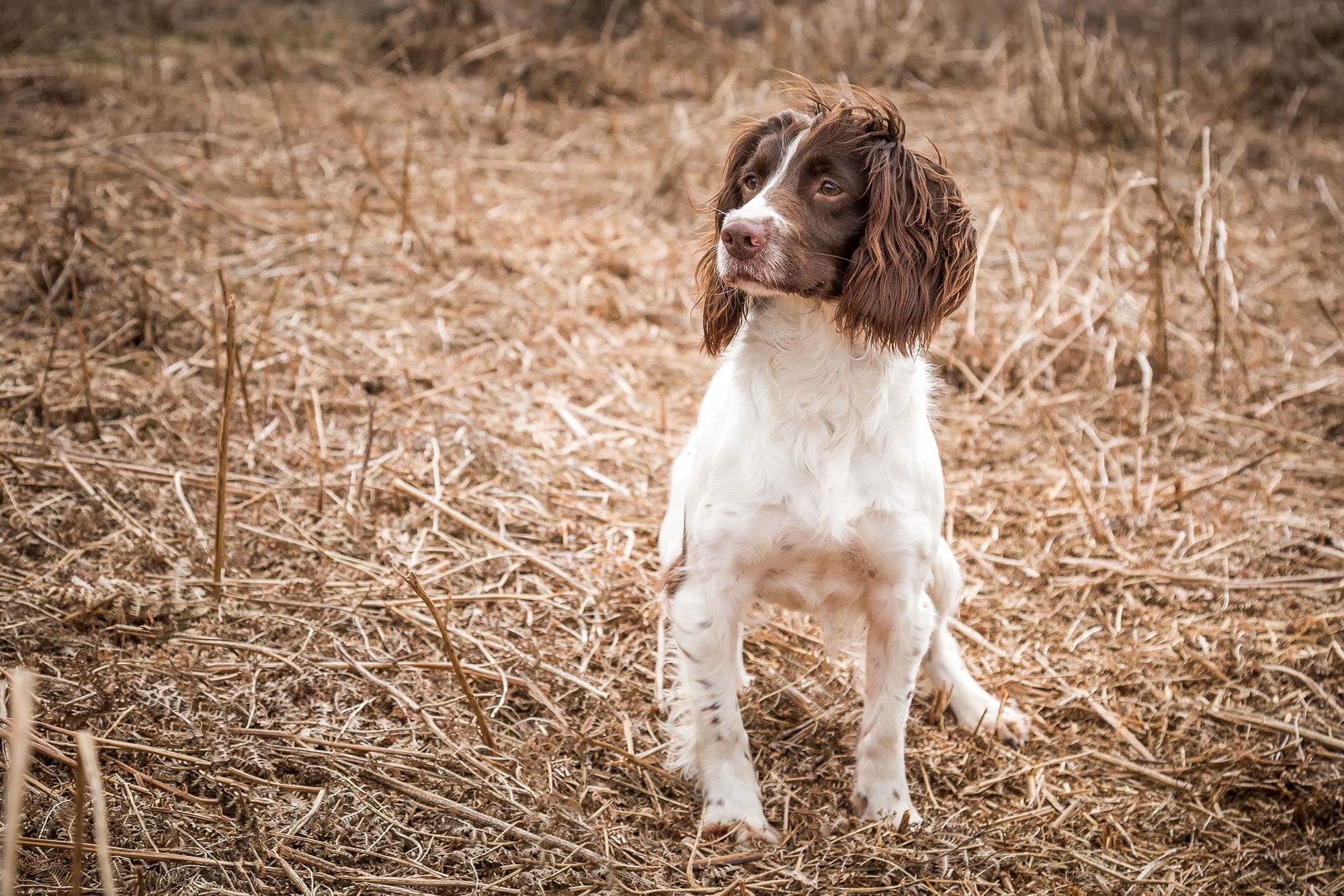 Gallery - Breckmarsh Gundogs UK