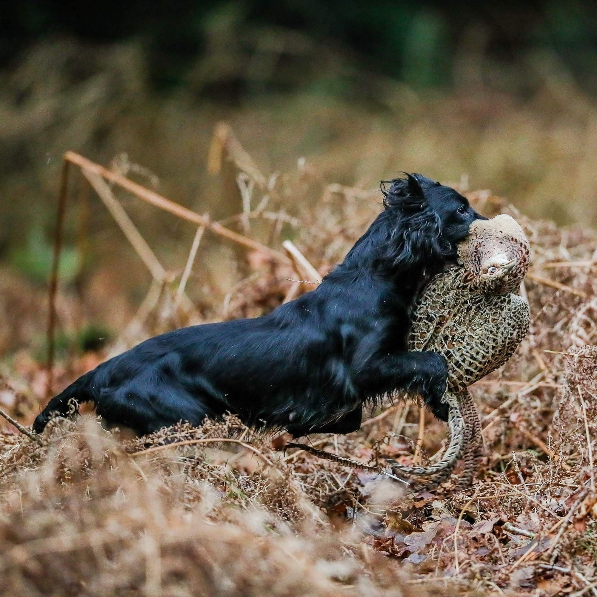Gallery - Breckmarsh Gundogs UK