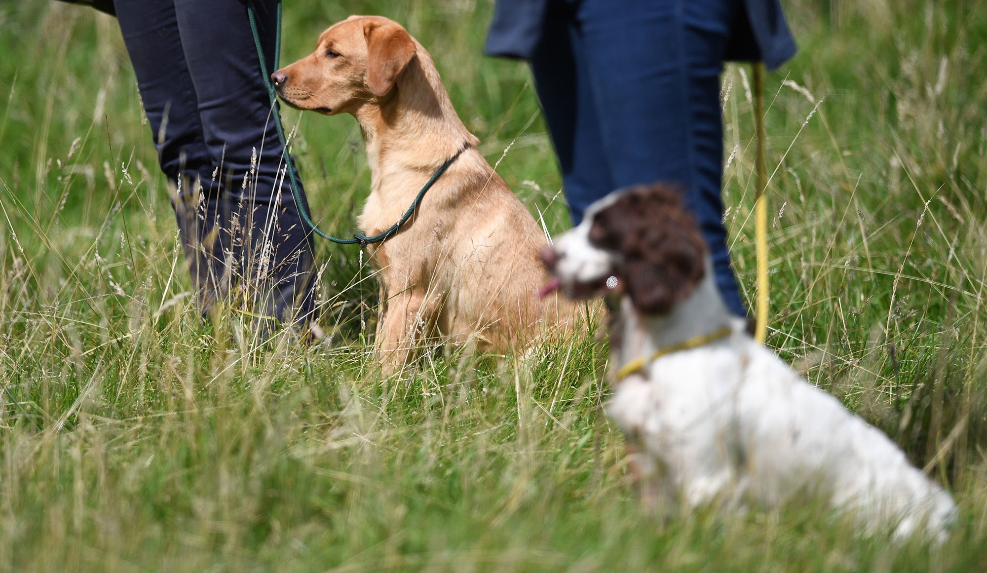 Gallery - Breckmarsh Gundogs UK