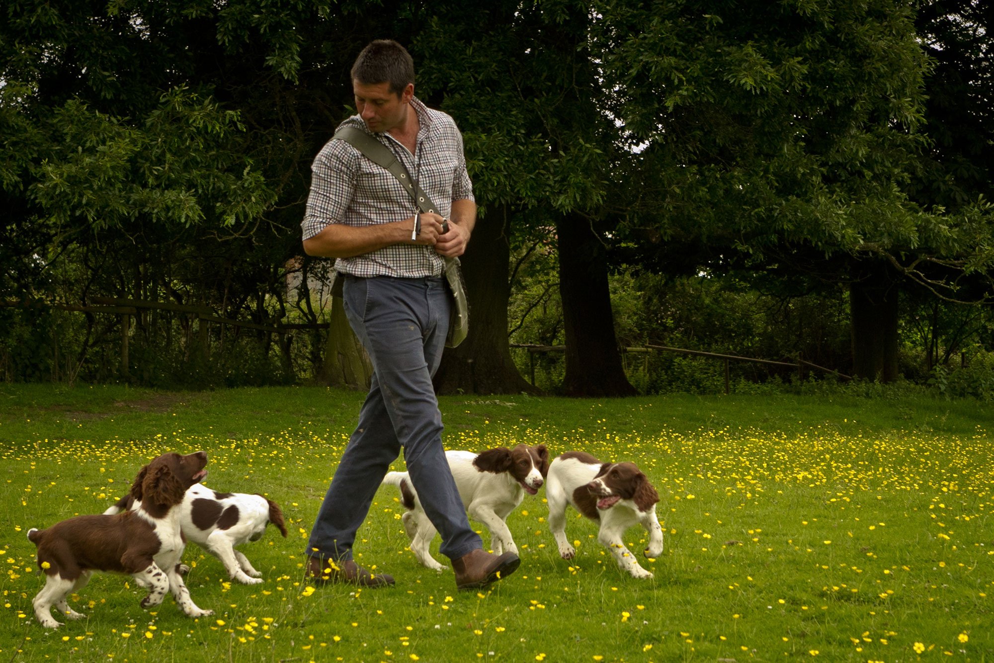 Gallery - Breckmarsh Gundogs UK