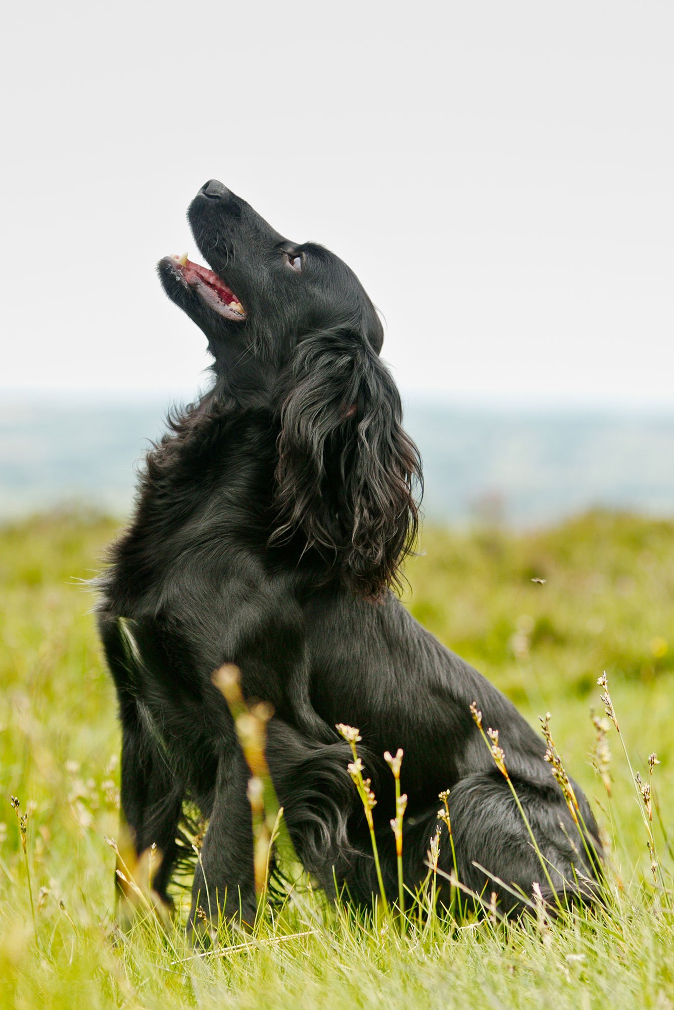 Gallery - Breckmarsh Gundogs UK