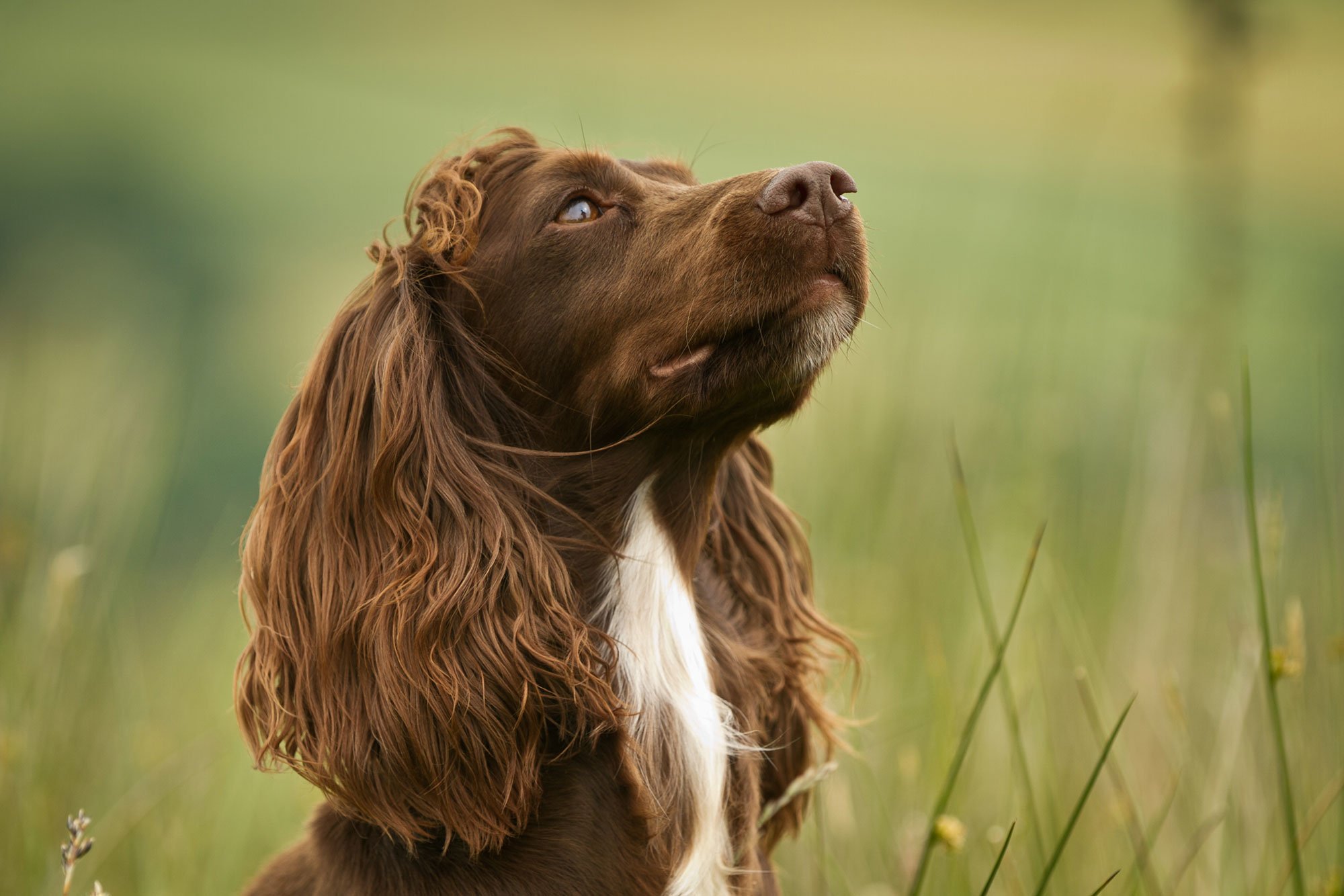 Gallery - Breckmarsh Gundogs UK
