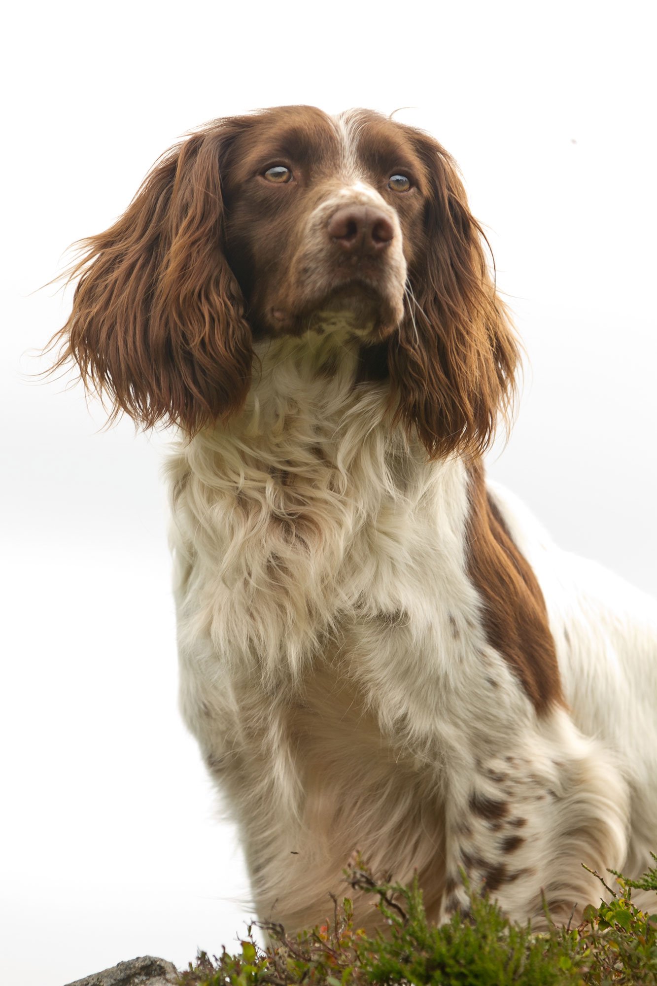 Gallery - Breckmarsh Gundogs UK