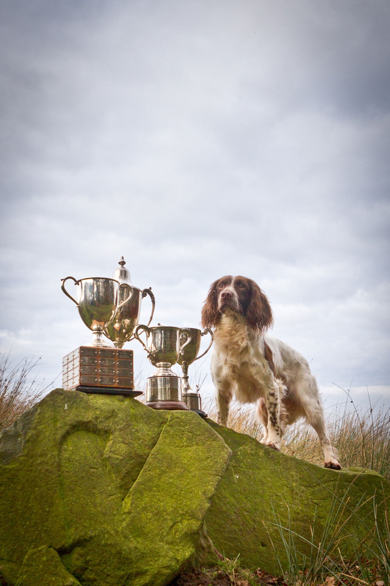 Gallery - Breckmarsh Gundogs UK