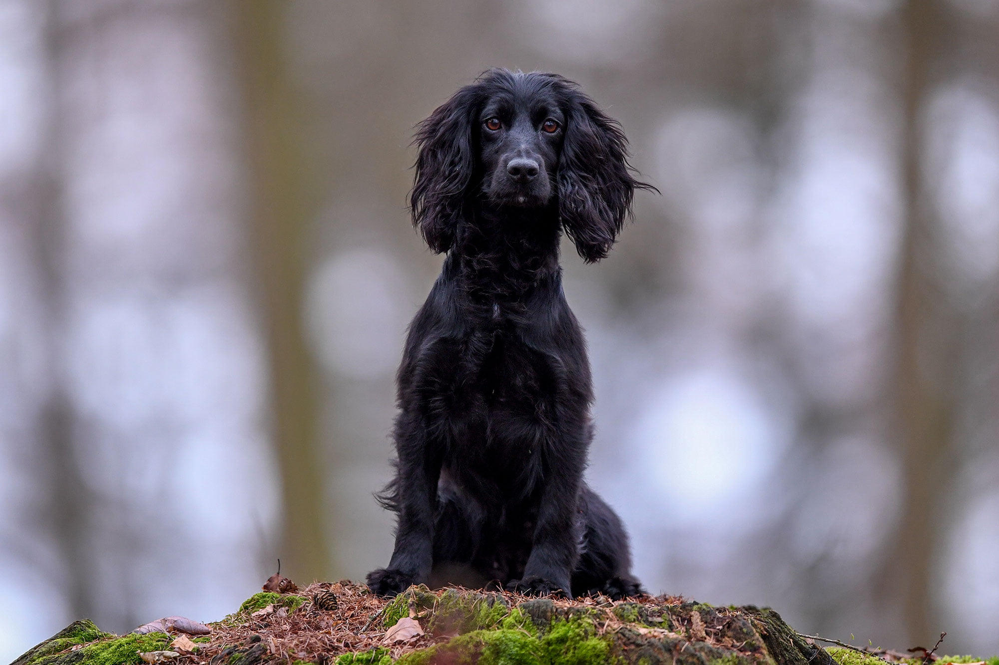 Izzy & Evan Pups - Breckmarsh Gundogs UK