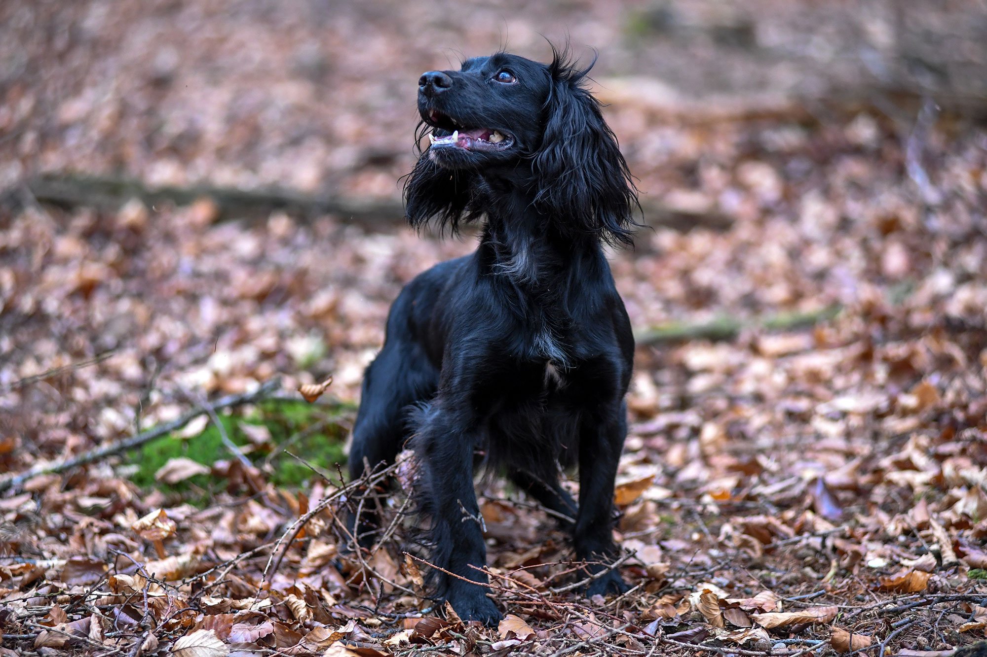 Gallery - Breckmarsh Gundogs UK