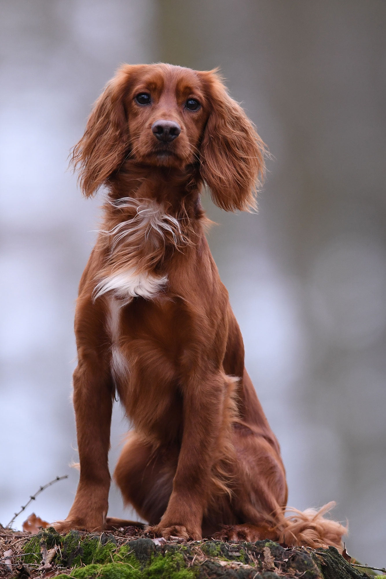 Gallery - Breckmarsh Gundogs UK