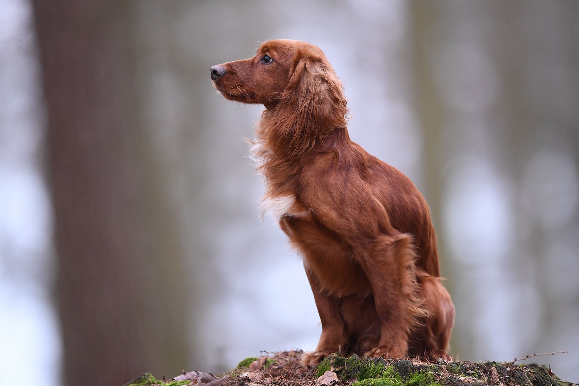 Gallery - Breckmarsh Gundogs UK
