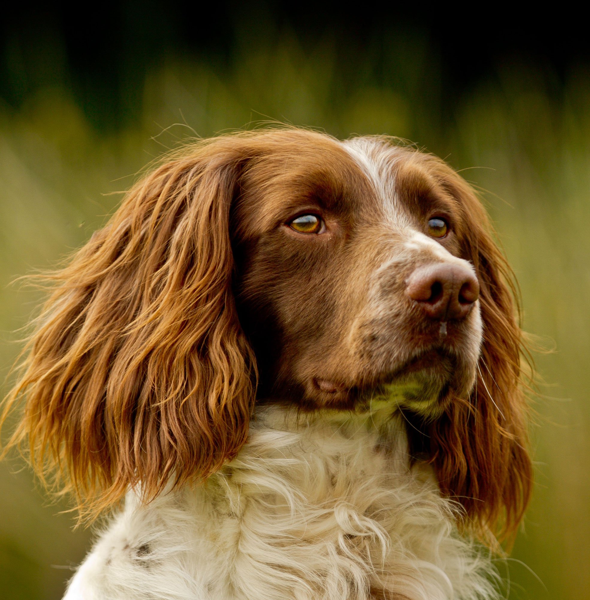 Gallery - Breckmarsh Gundogs UK