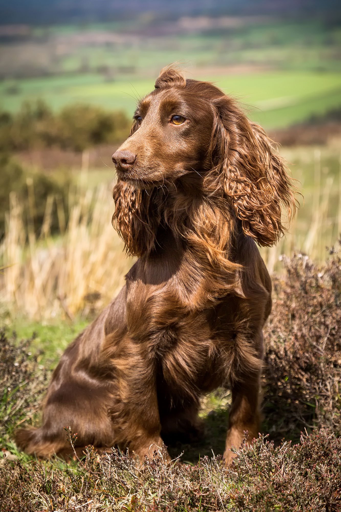 Gallery - Breckmarsh Gundogs UK