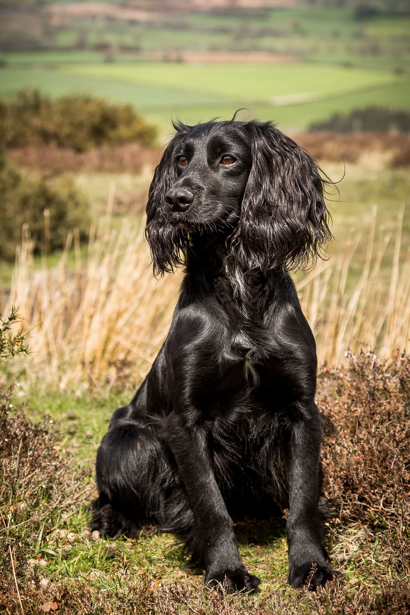 Gallery - Breckmarsh Gundogs UK