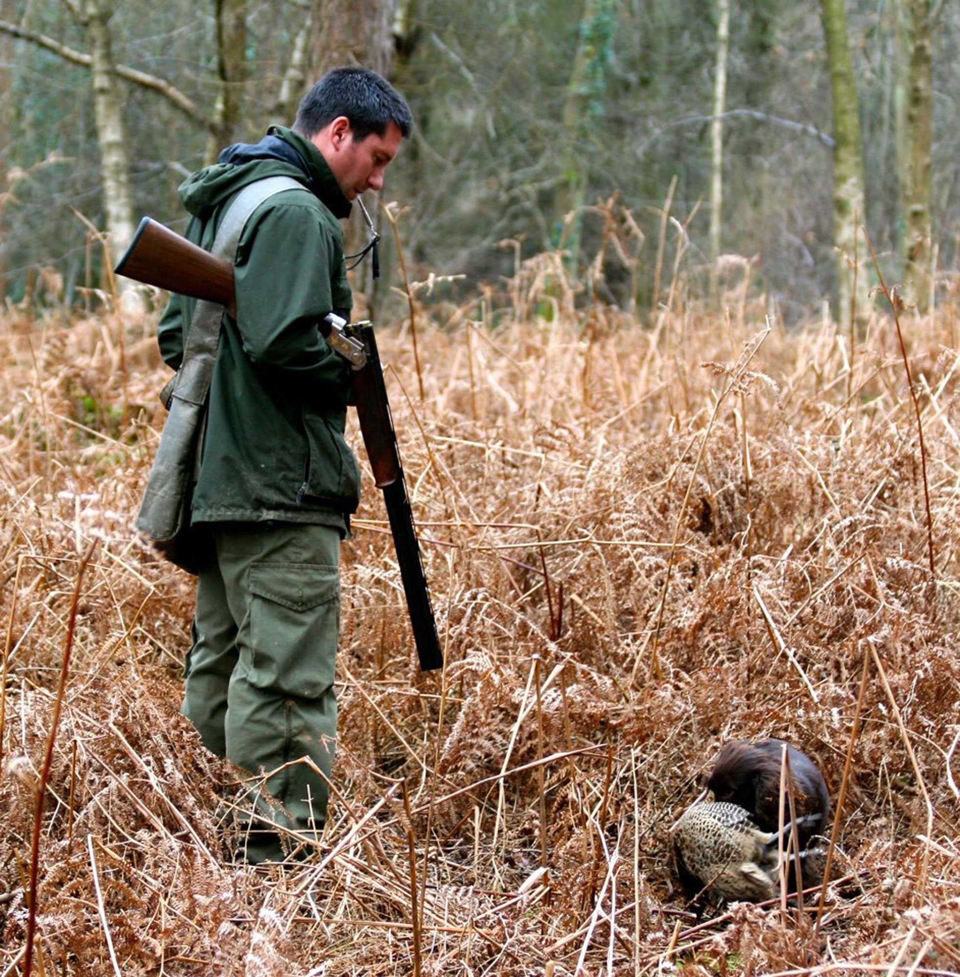 Gallery - Breckmarsh Gundogs UK