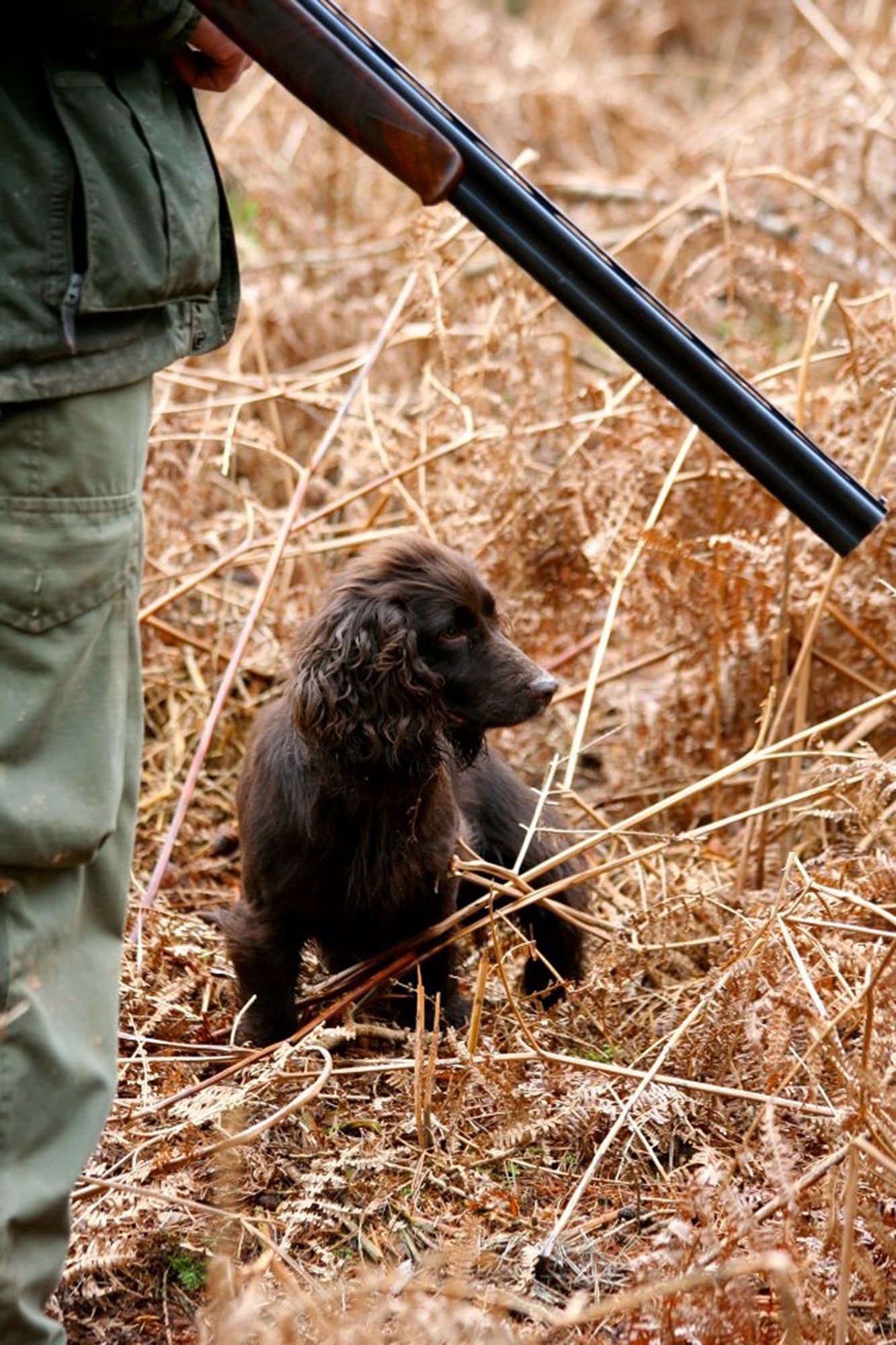 Gallery - Breckmarsh Gundogs UK