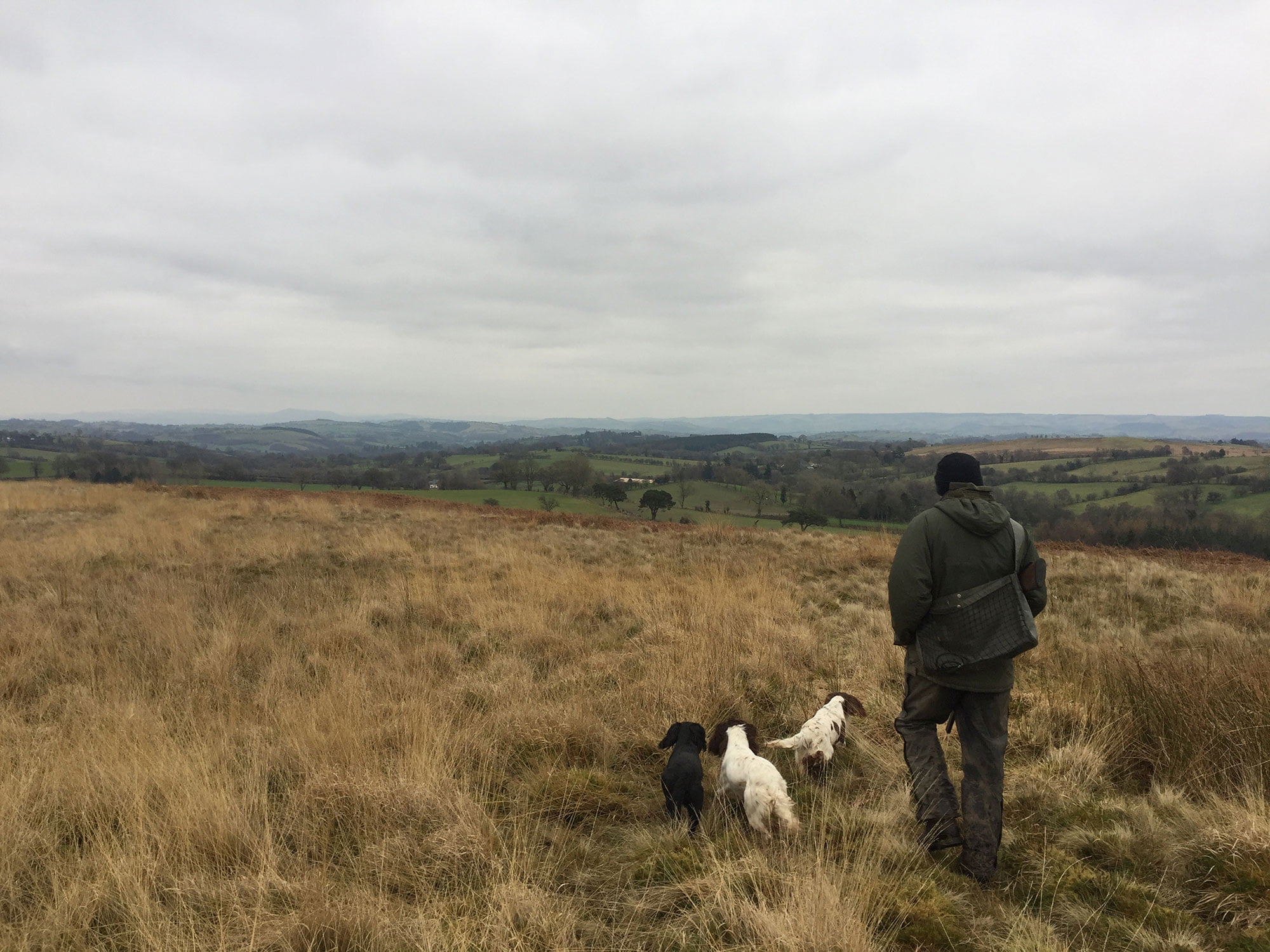 Gallery - Breckmarsh Gundogs UK