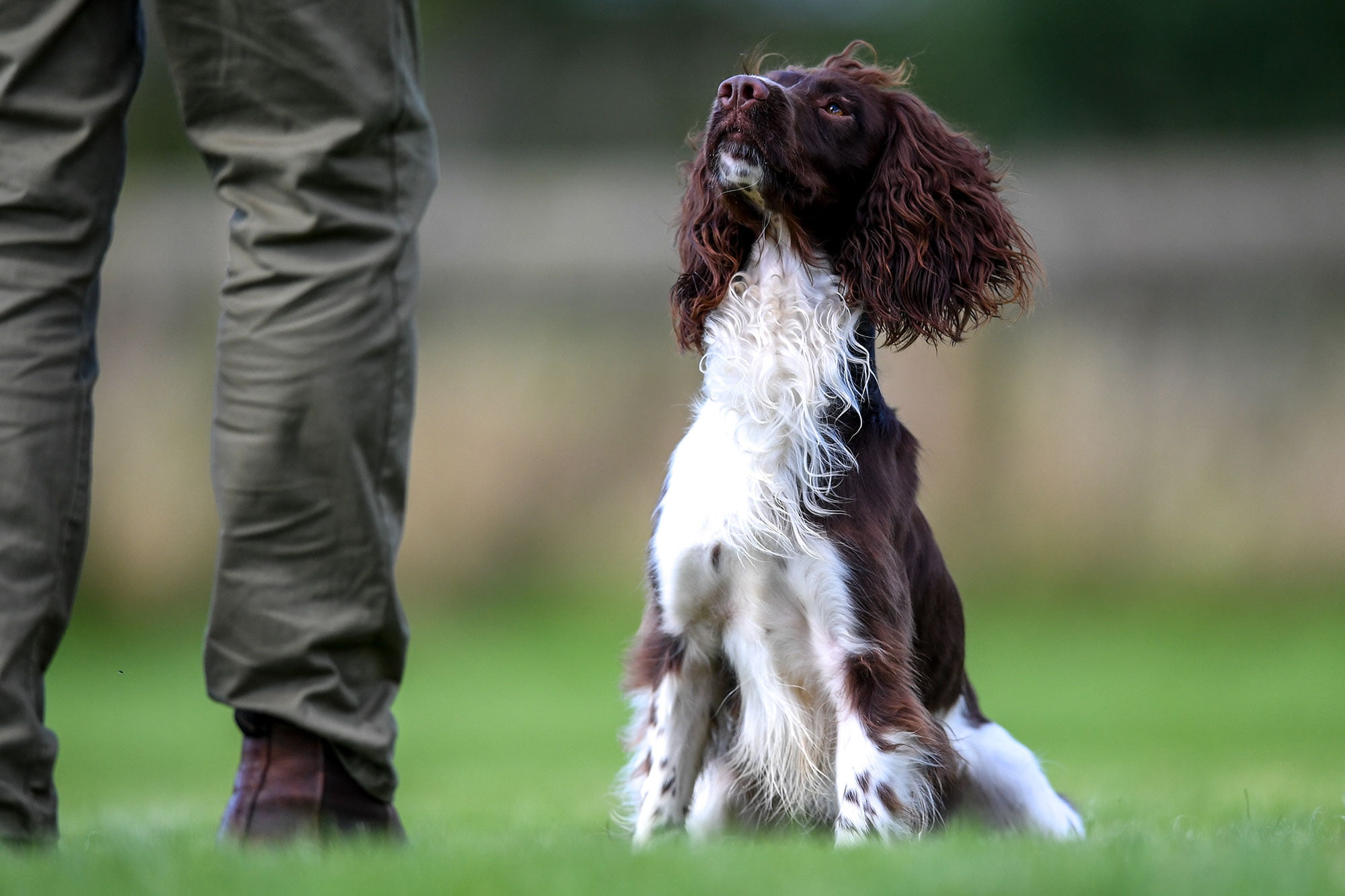 Gallery - Breckmarsh Gundogs UK