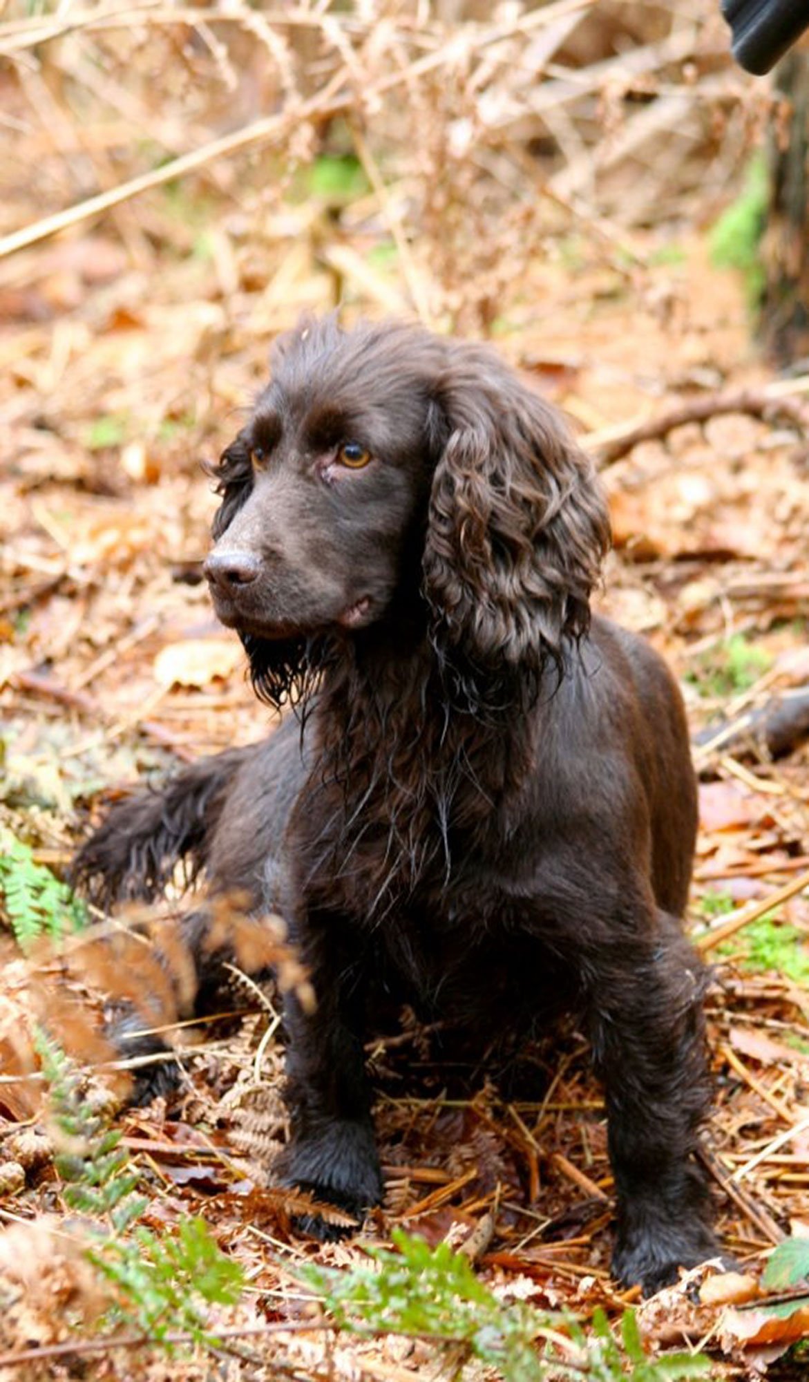 Gallery - Breckmarsh Gundogs UK