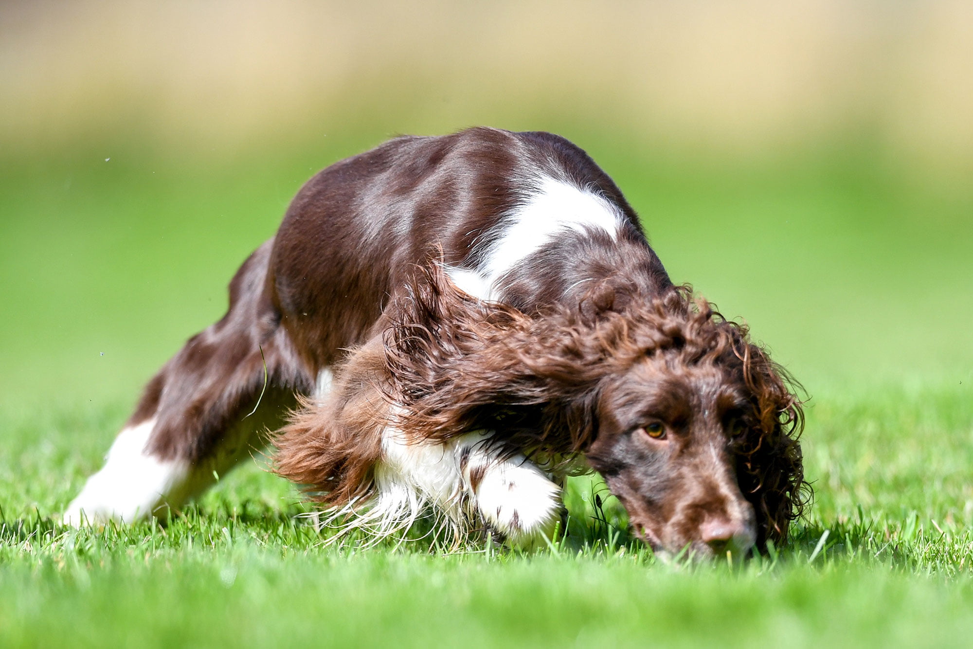 Gallery - Breckmarsh Gundogs UK