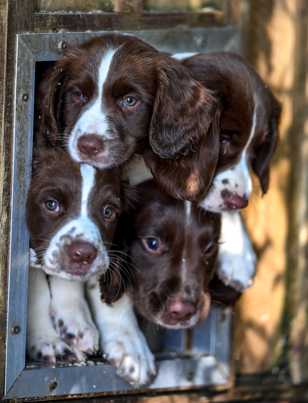 Gallery - Breckmarsh Gundogs UK