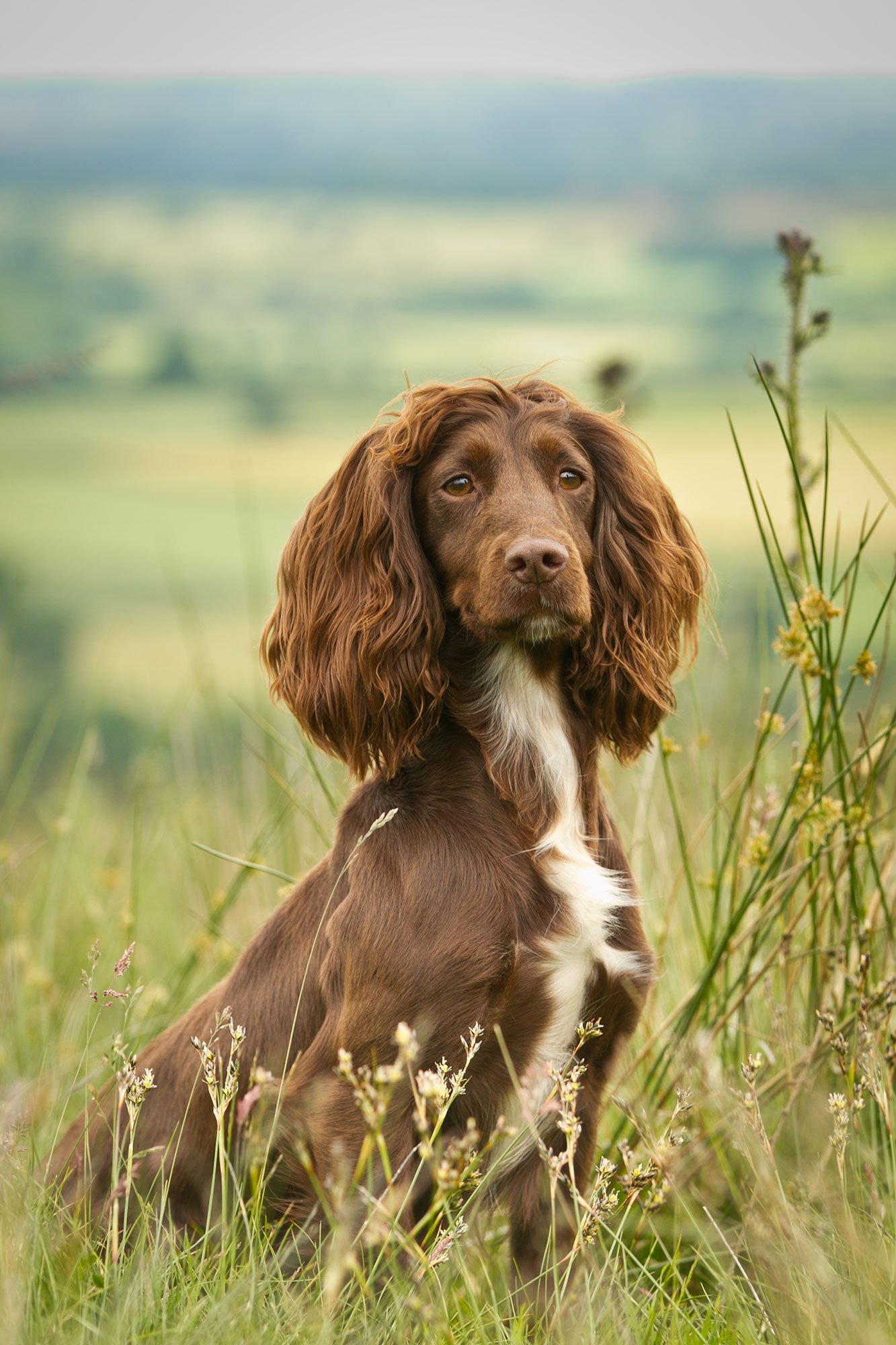Gallery - Breckmarsh Gundogs UK
