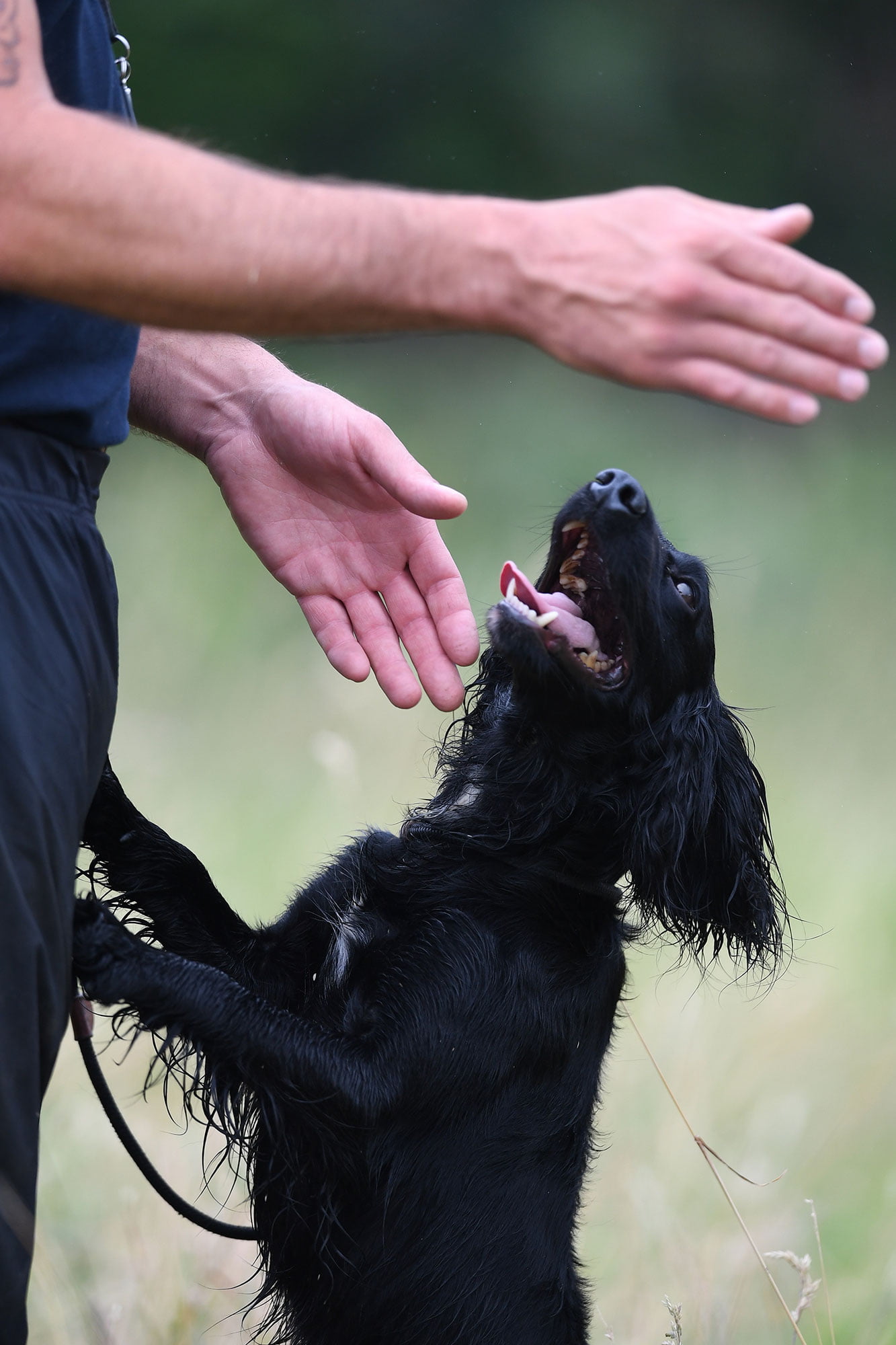 Gallery - Breckmarsh Gundogs UK