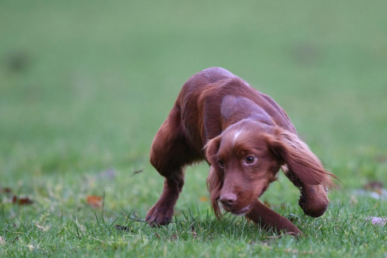 Evan - Breckmarsh Gundogs UK