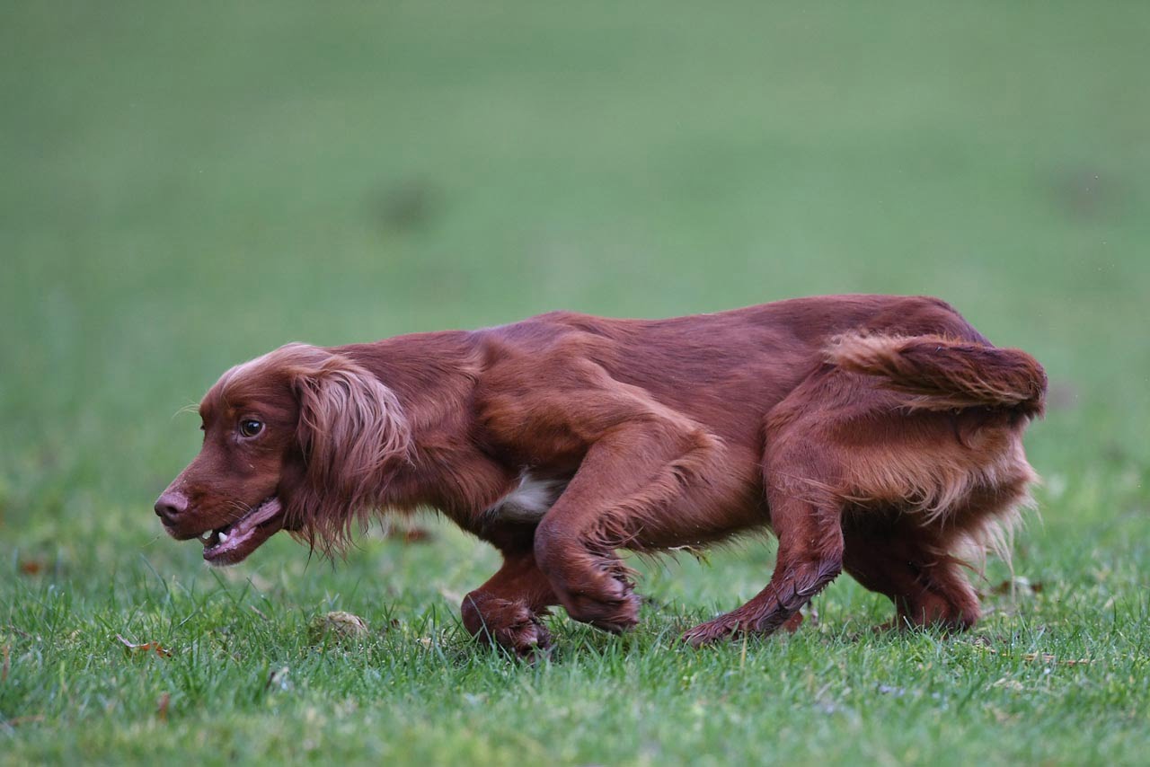 Evan - Breckmarsh Gundogs UK