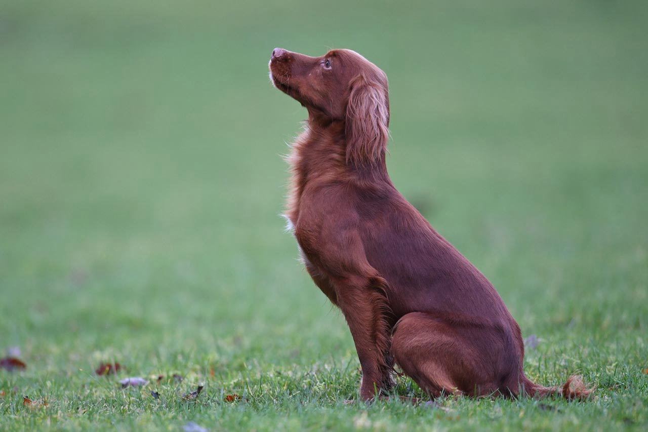 Evan - Breckmarsh Gundogs UK