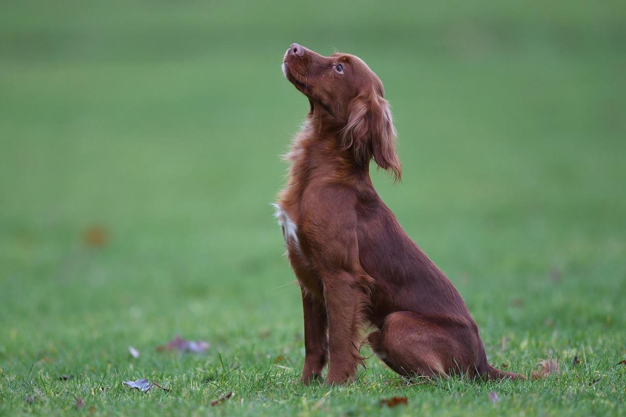 Evan - Breckmarsh Gundogs UK