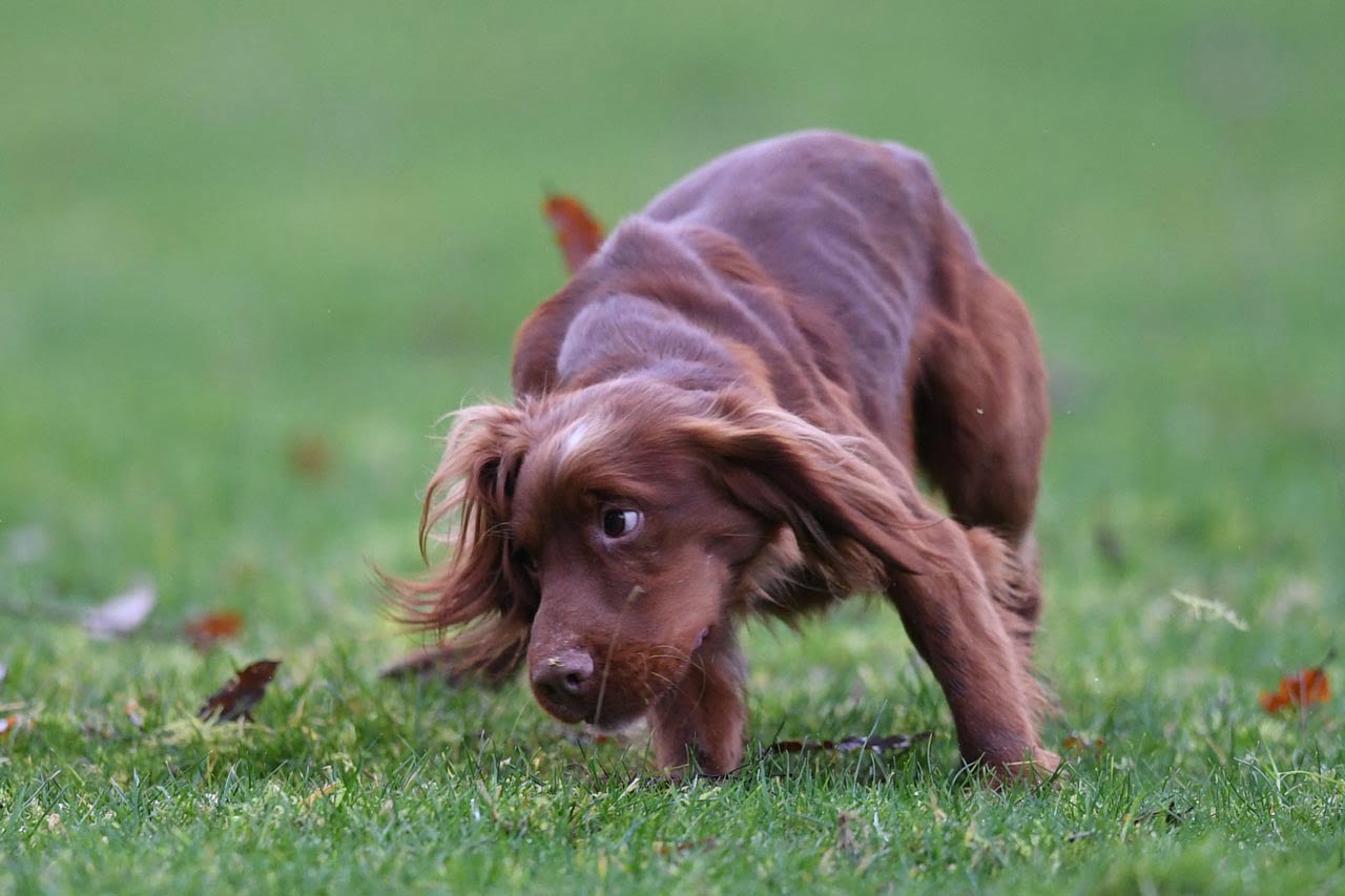 Evan - Breckmarsh Gundogs UK