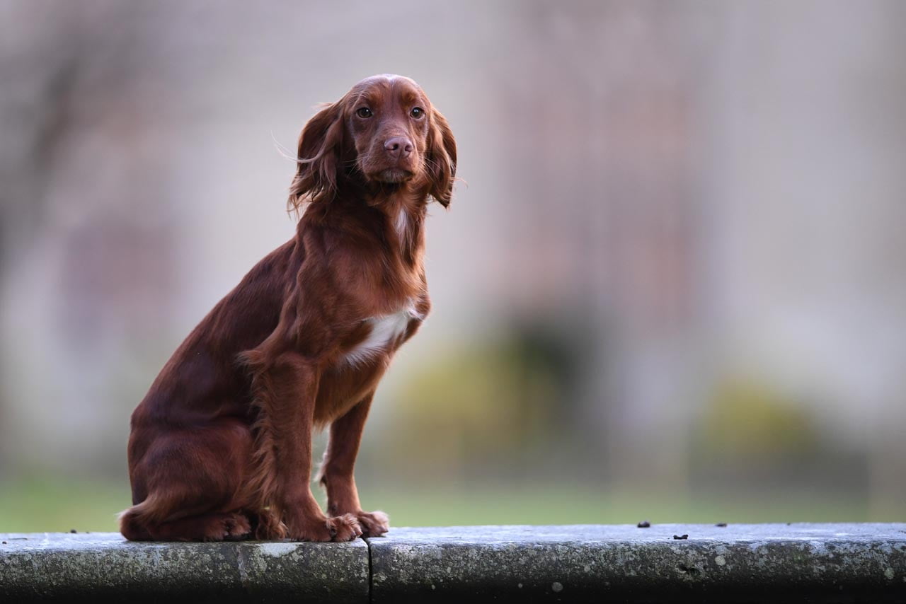 Evan - Breckmarsh Gundogs UK