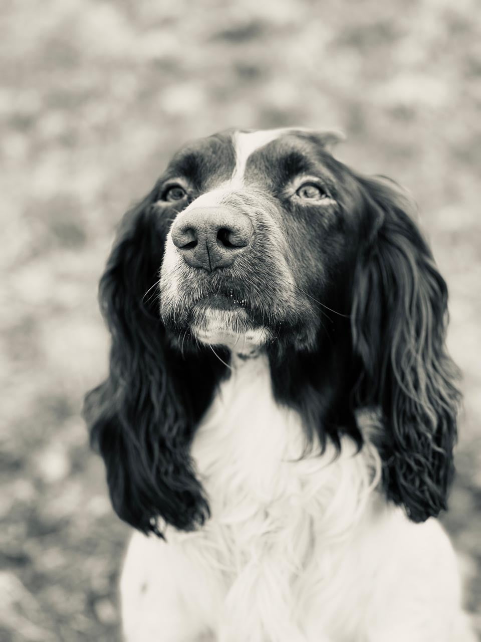 Freddie - Breckmarsh Gundogs UK