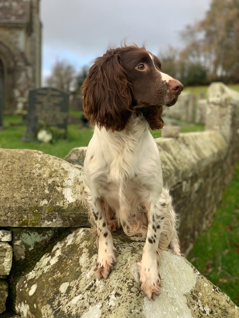 Freddie - Breckmarsh Gundogs UK