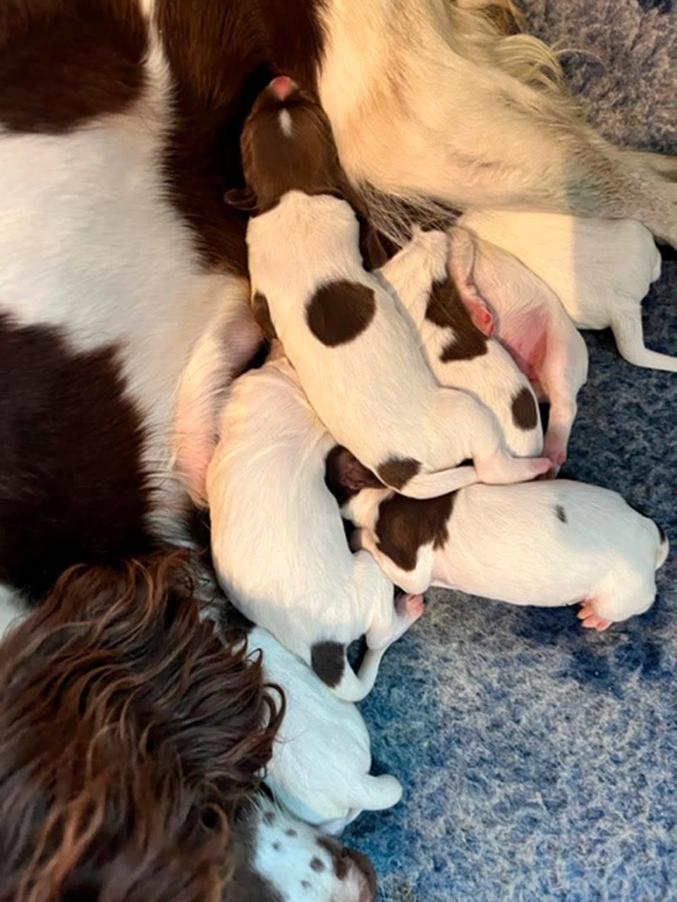 Penny & Freddie Pups - Breckmarsh Gundogs UK