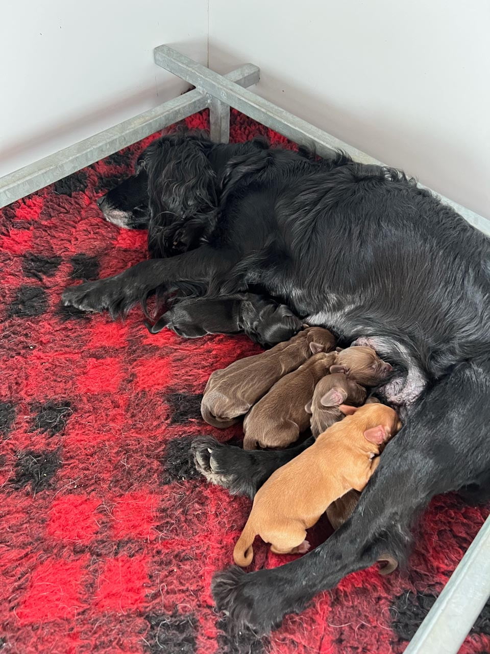 Izzy & Evan Pups - Breckmarsh Gundogs UK