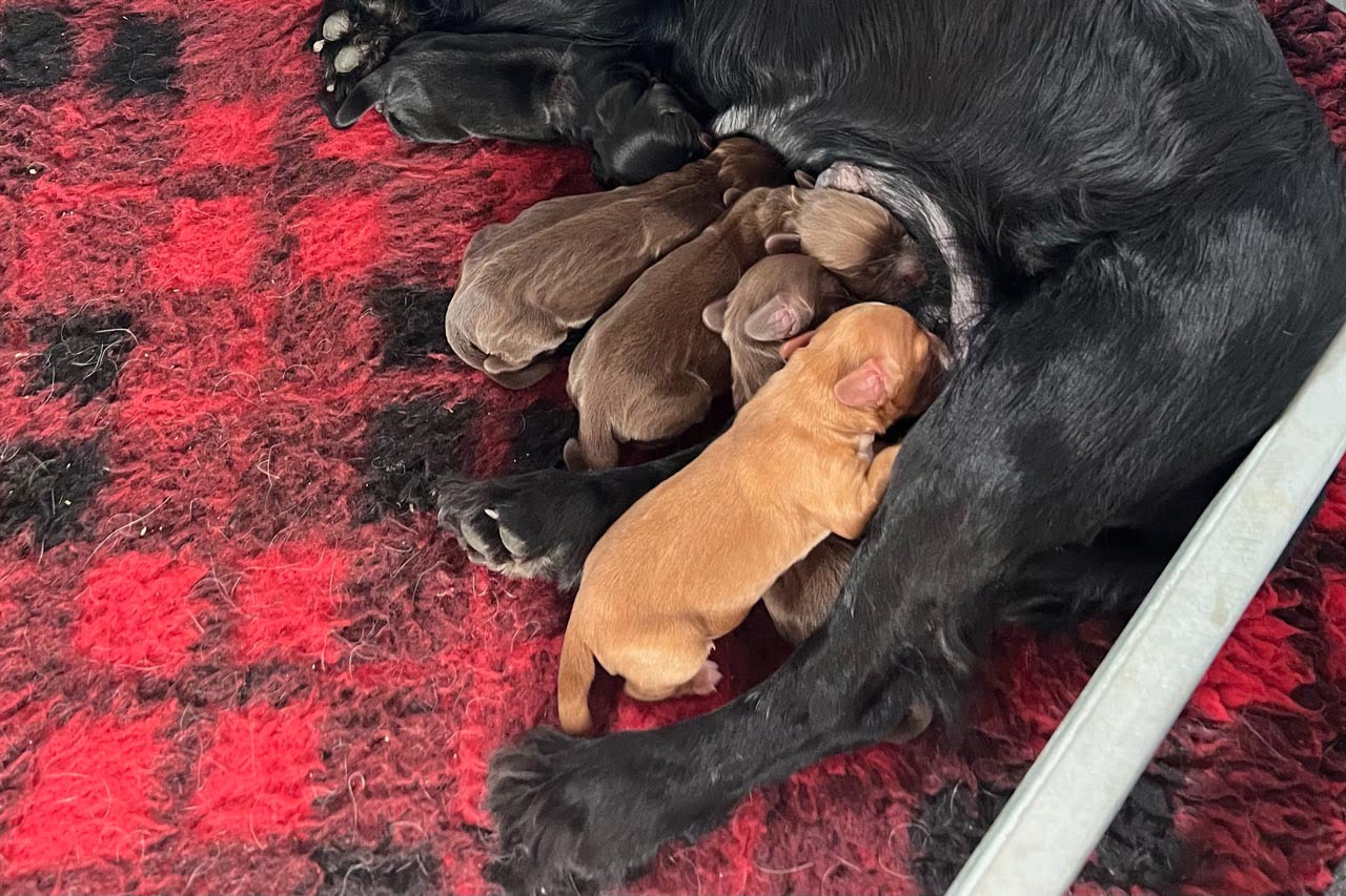 Izzy & Evan Pups - Breckmarsh Gundogs UK