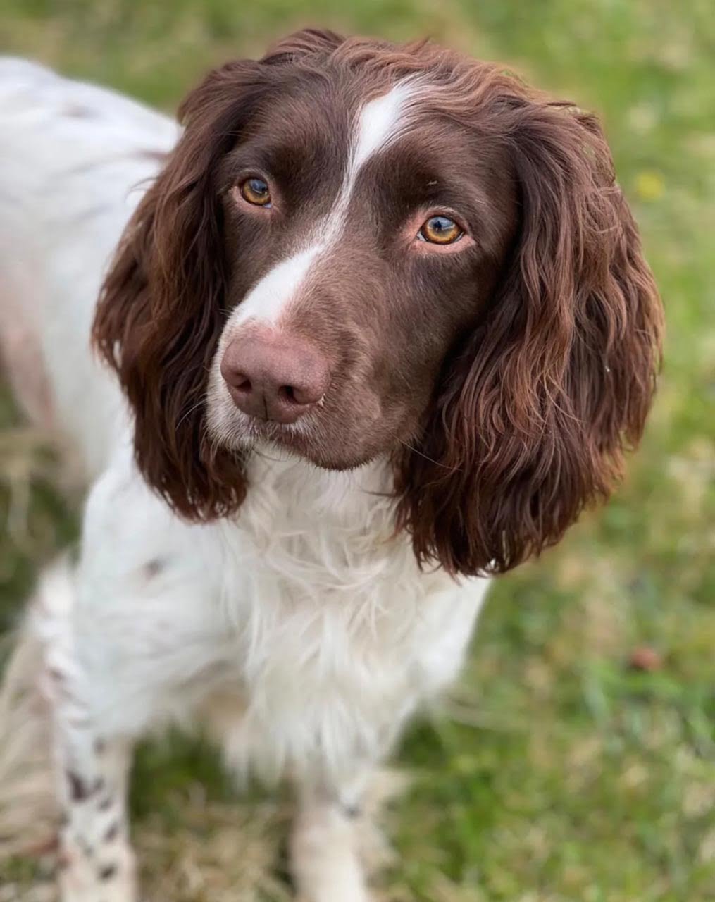 Taff & Freddie Pups - Breckmarsh Gundogs UK