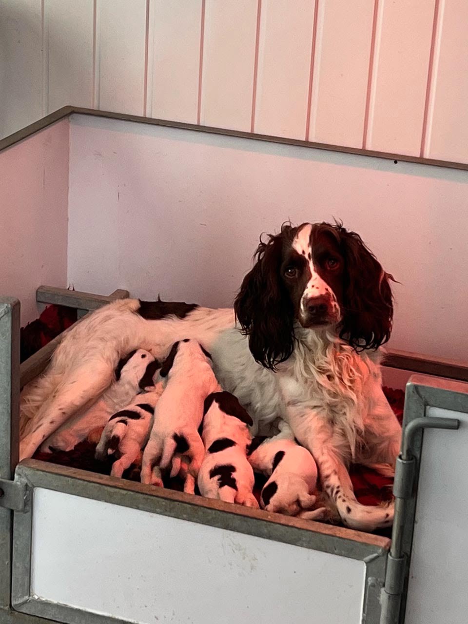 Taff & Freddie Pups - Breckmarsh Gundogs UK