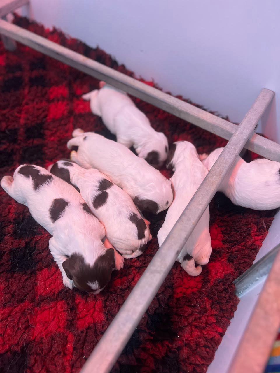 Taff & Freddie Pups - Breckmarsh Gundogs UK