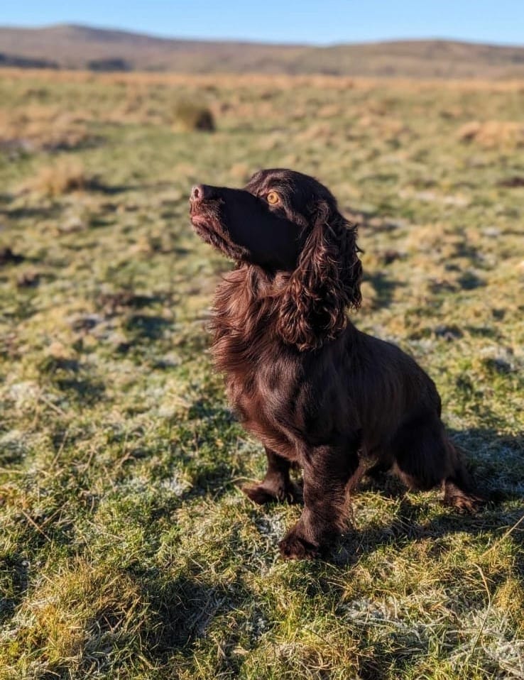 Reggie - Breckmarsh Gundogs UK